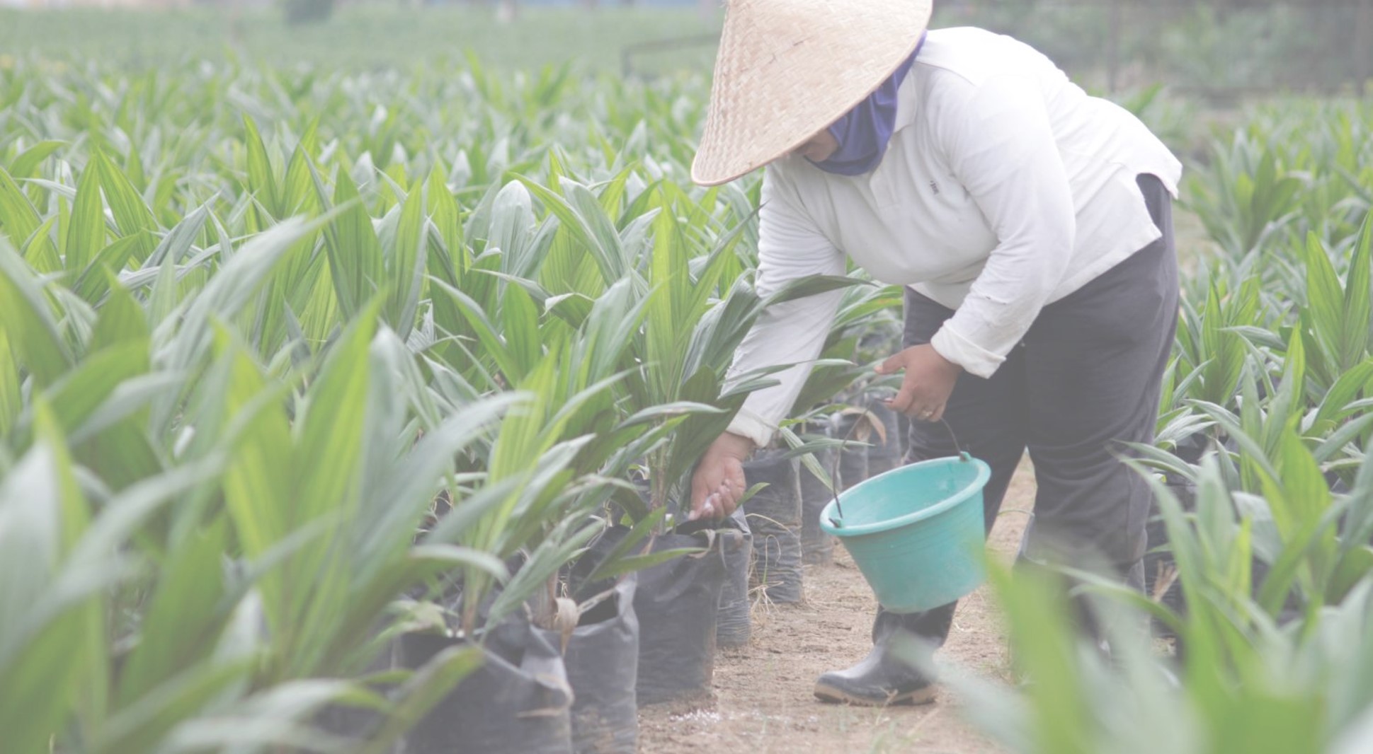 Agroklimatologi Kelapa Sawit | Oleh Tim Agroklimatologi Pusat ...